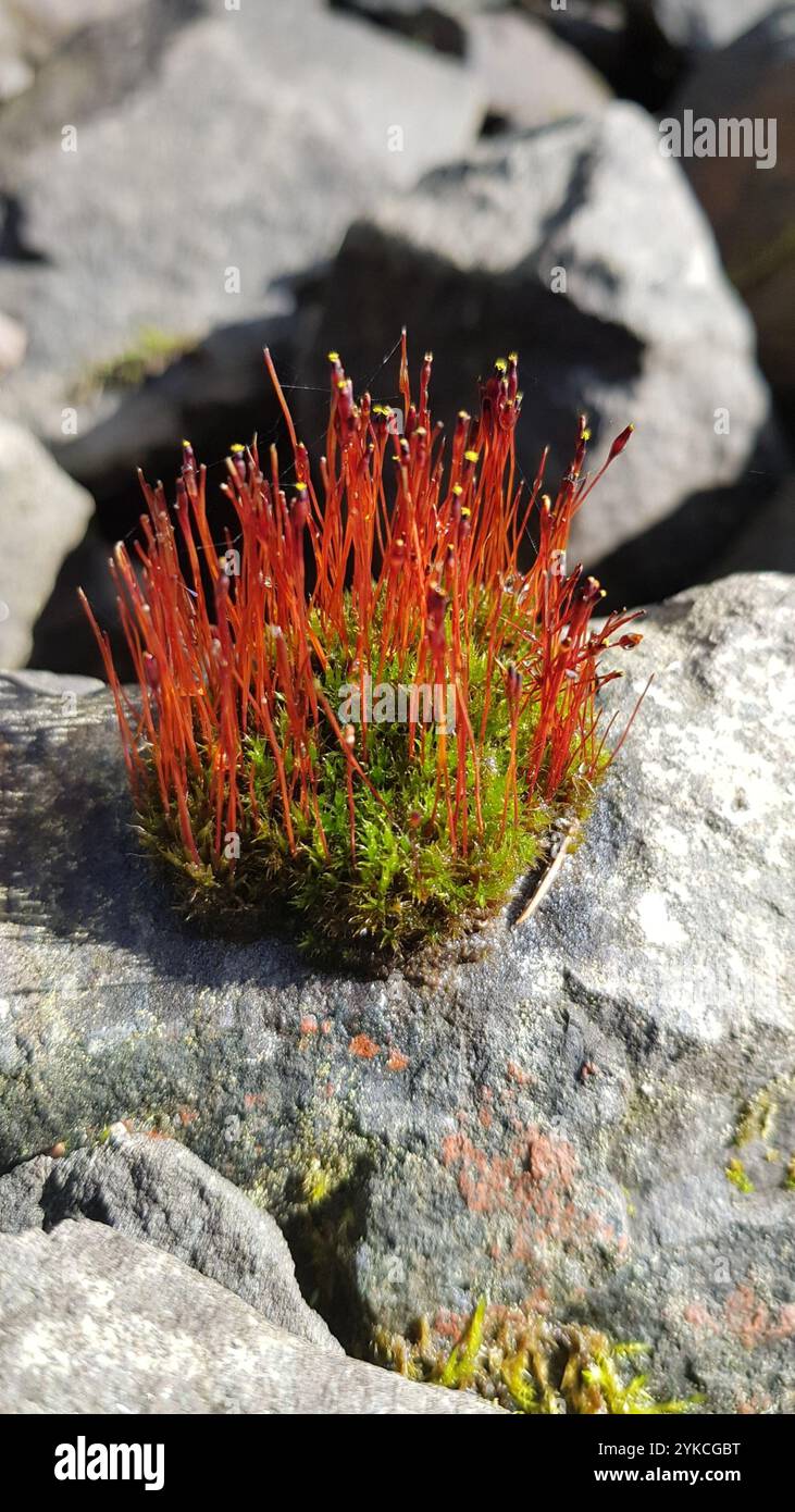Slender Cruet-moss (Tetraplodon mnioides Stock Photo - Alamy