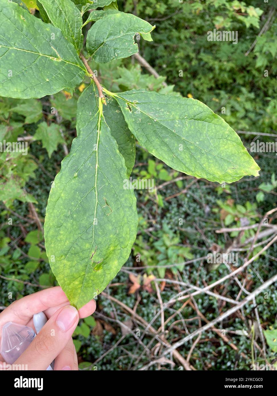 Buffalo-nut (Pyrularia pubera Stock Photo - Alamy