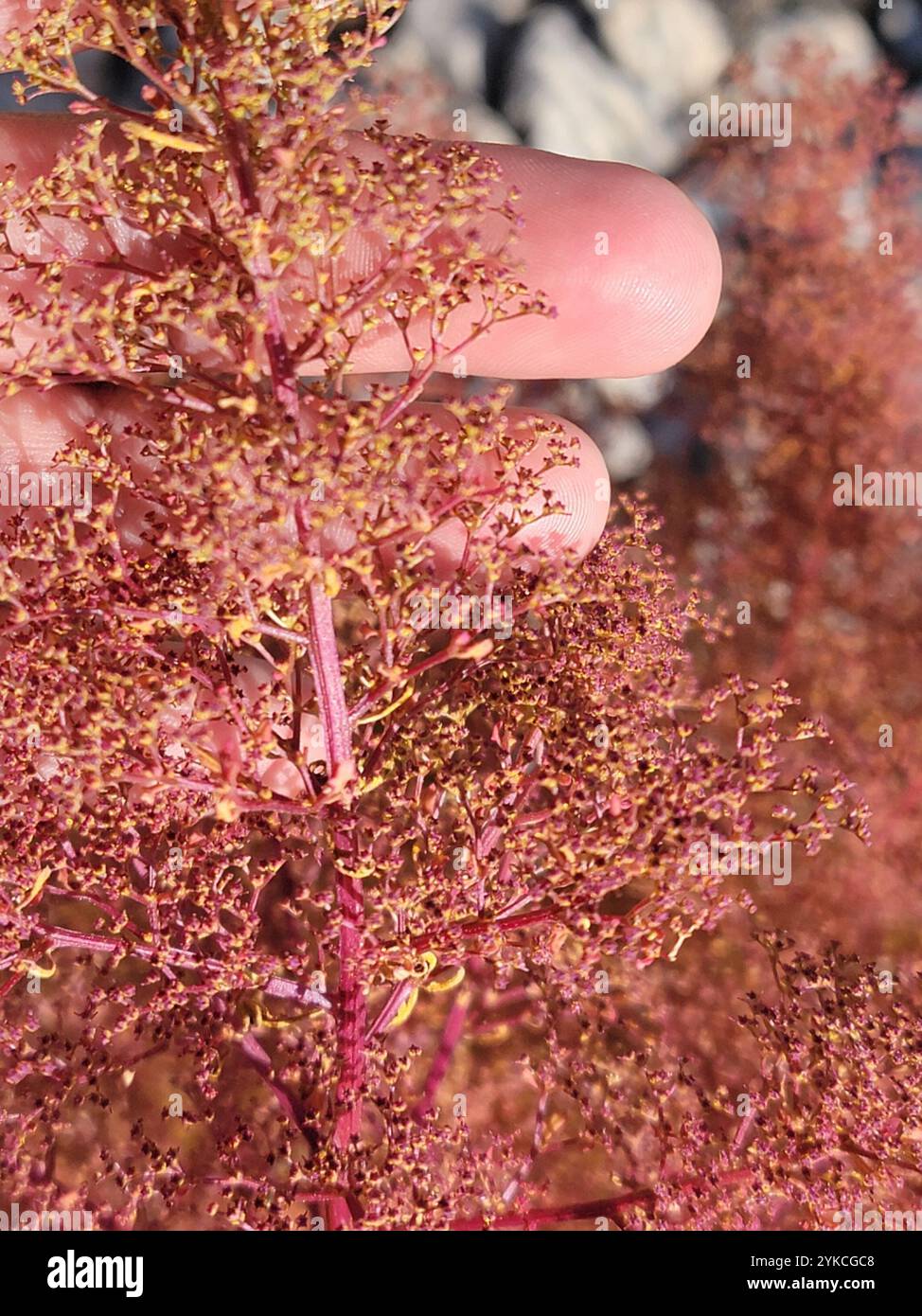 fetid goosefoot (Dysphania incisa Stock Photo - Alamy