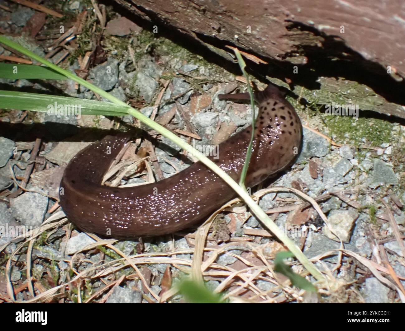 Leopard Slug (Limax maximus Stock Photo - Alamy