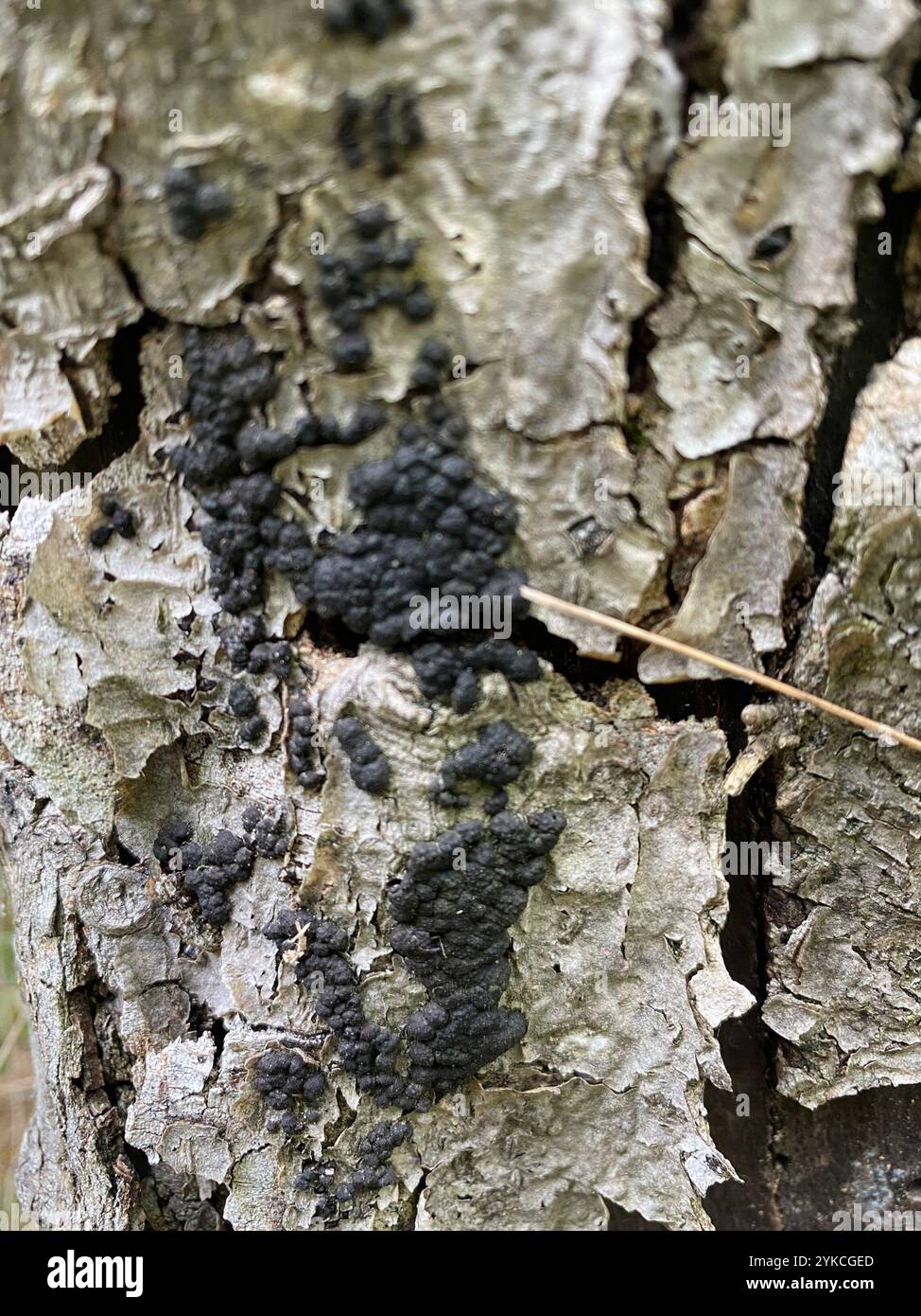 Fragiforme hi-res stock photography and images - Alamy