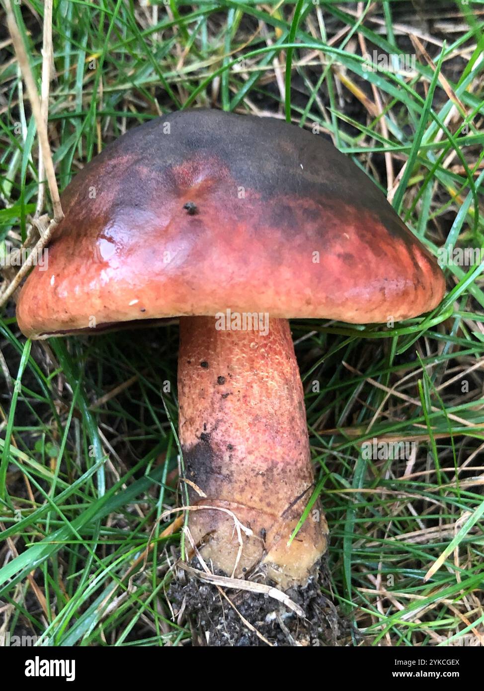 Red-mouth Bolete (Neoboletus subvelutipes Stock Photo - Alamy