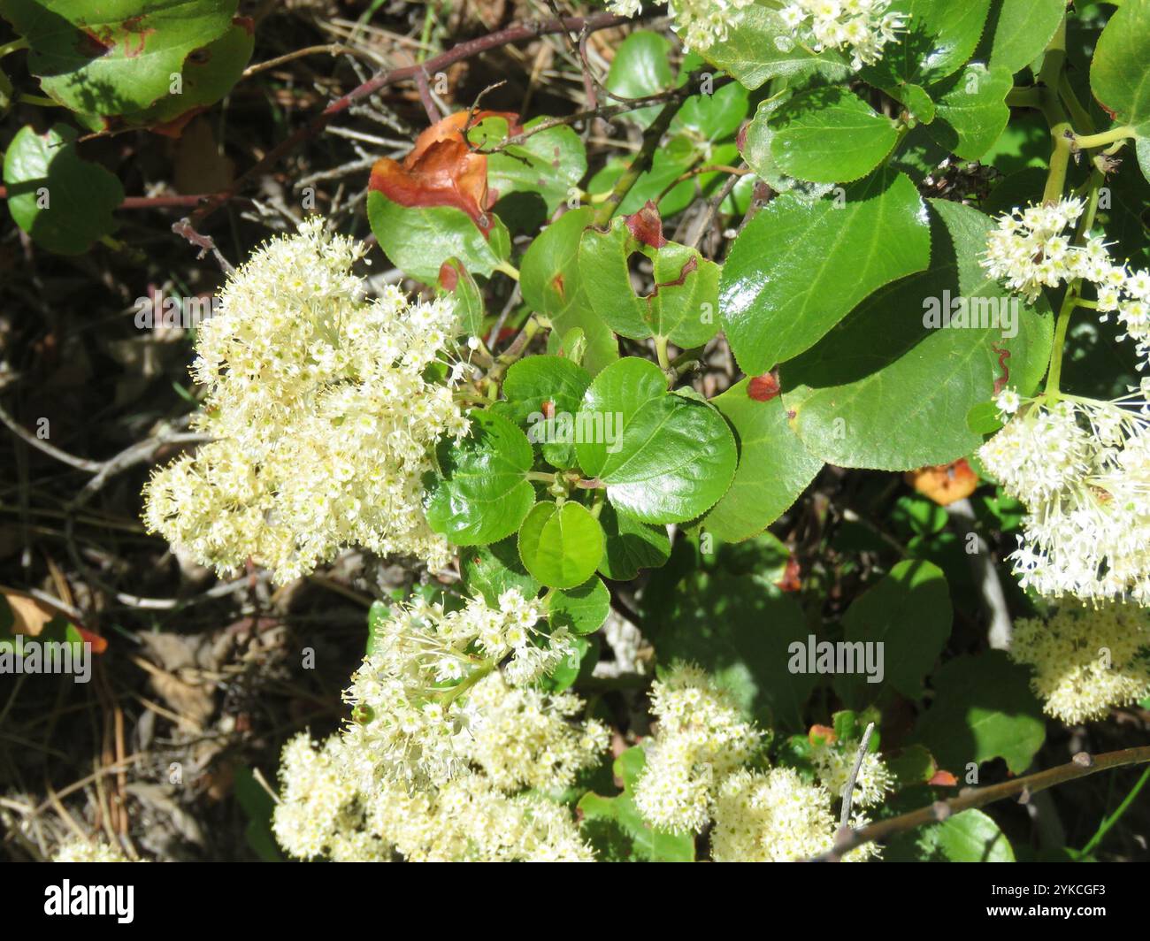 Snowbrush Ceanothus (Ceanothus velutinus Stock Photo - Alamy