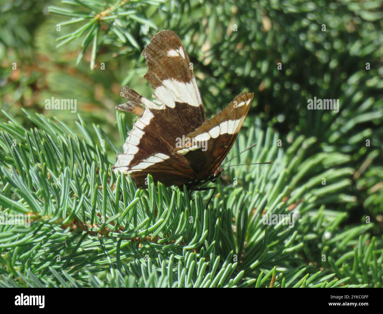 Western White Admiral (Limenitis arthemis rubrofasciata Stock Photo - Alamy