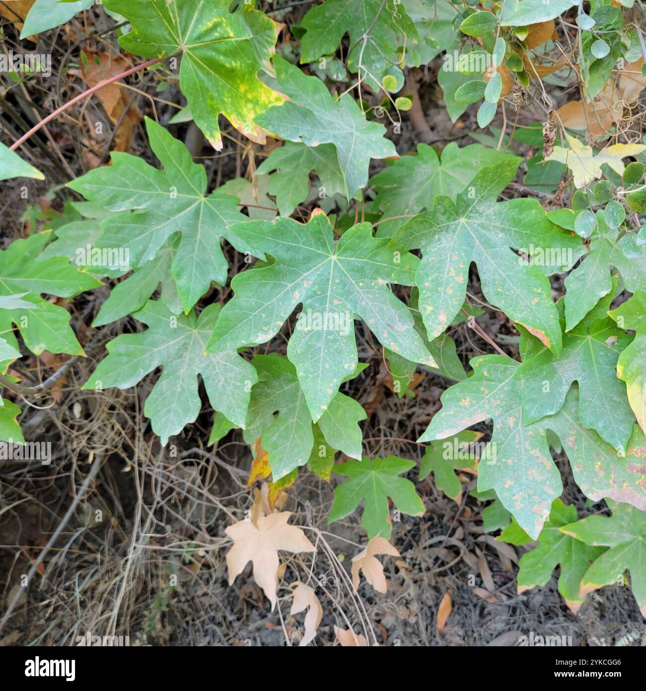 bigleaf maple (Acer macrophyllum Stock Photo - Alamy