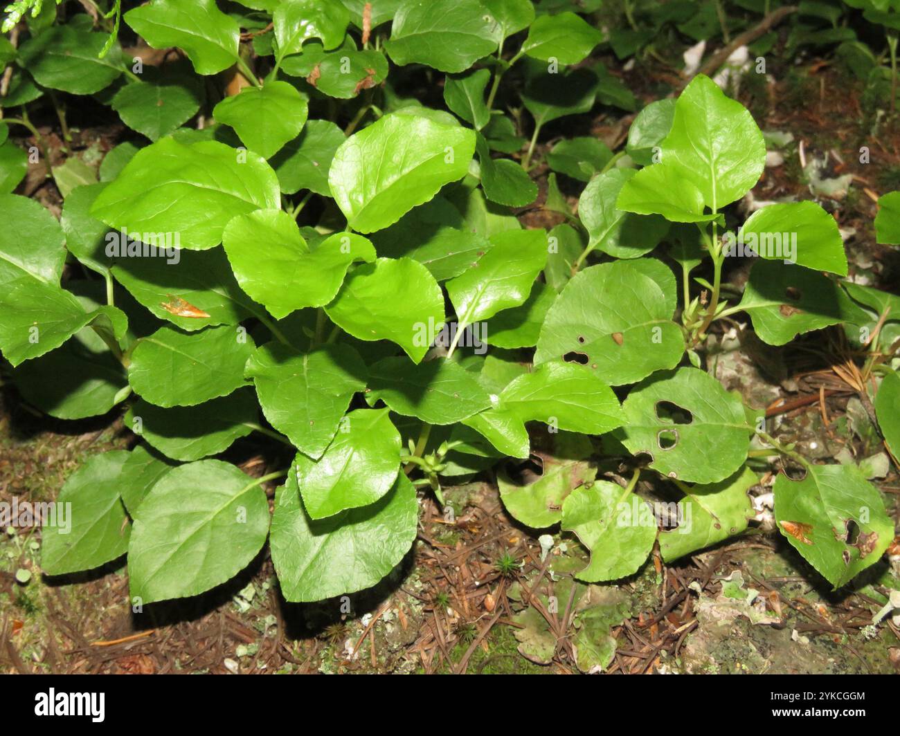 one-sided wintergreen (Orthilia secunda Stock Photo - Alamy
