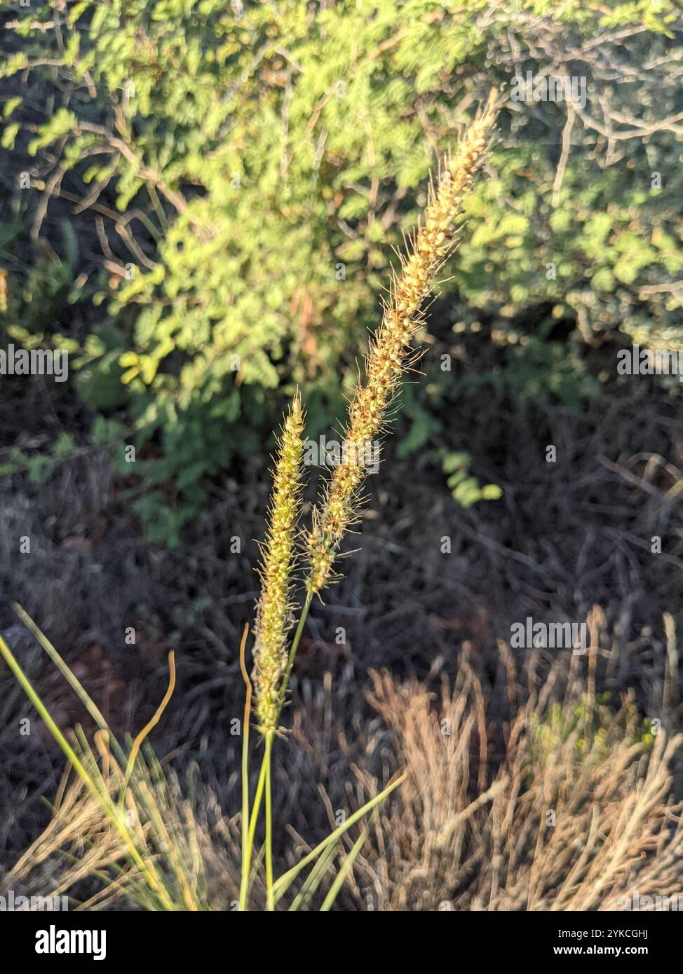 plains bristlegrass (Setaria leucopila Stock Photo - Alamy