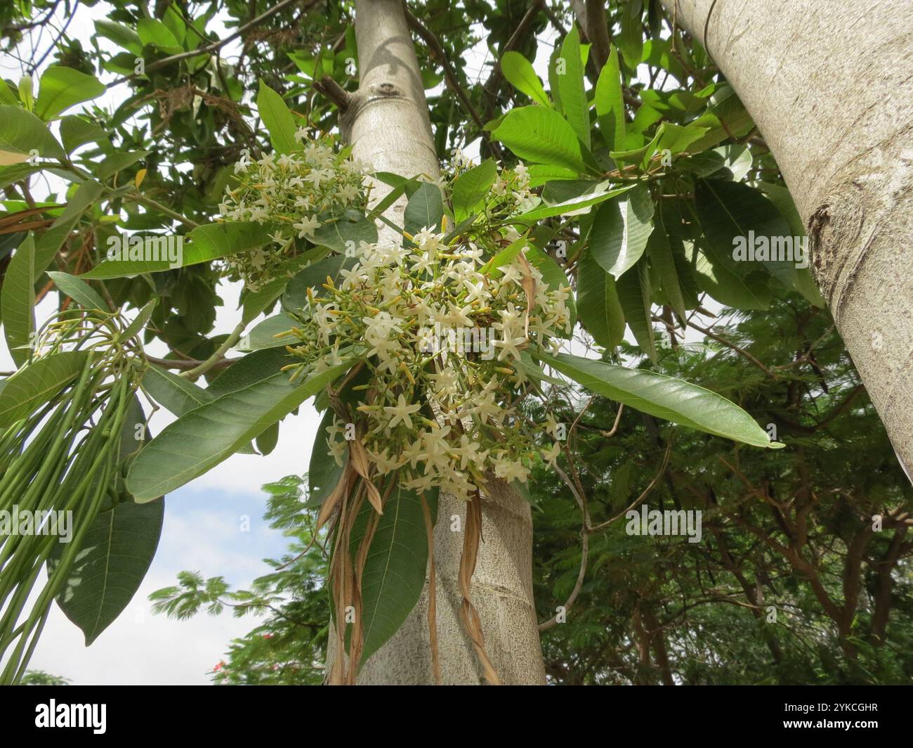 Deviltree (Alstonia macrophylla Stock Photo - Alamy