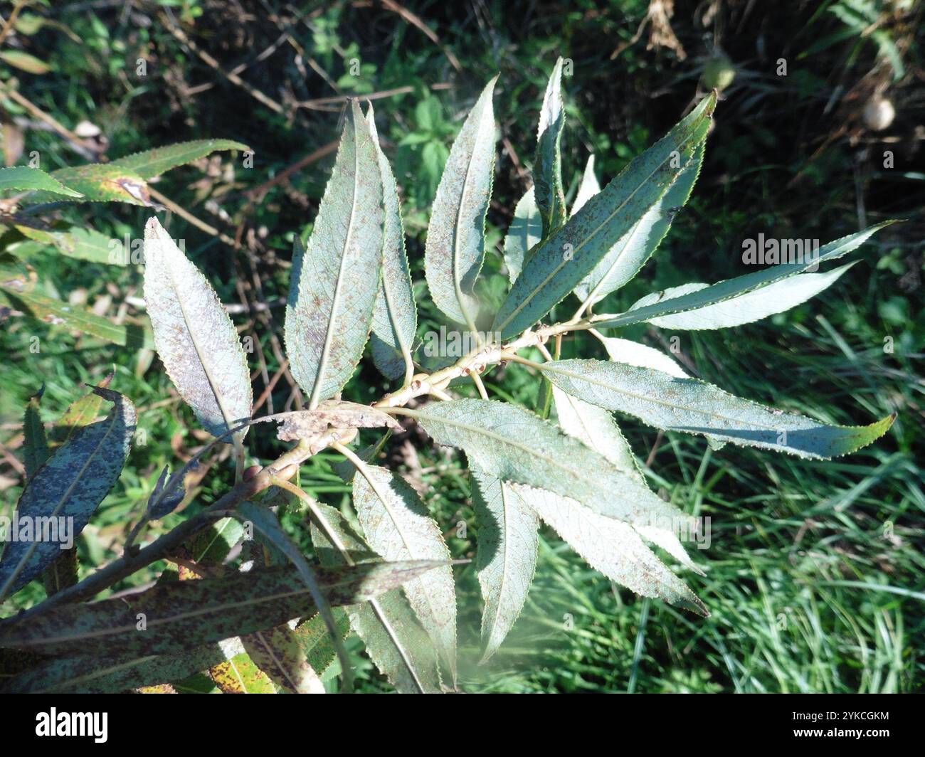 Almond Willow (Salix triandra Stock Photo - Alamy