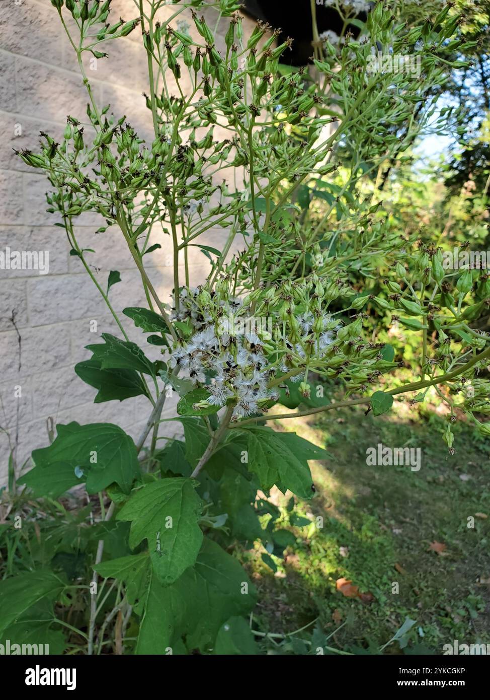 pale Indian plantain (Arnoglossum atriplicifolium Stock Photo - Alamy