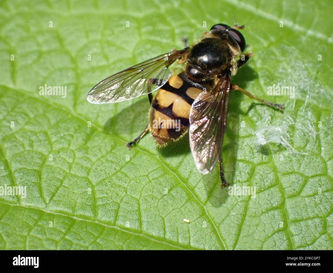 Western Wood Fly (Blera scitula Stock Photo - Alamy