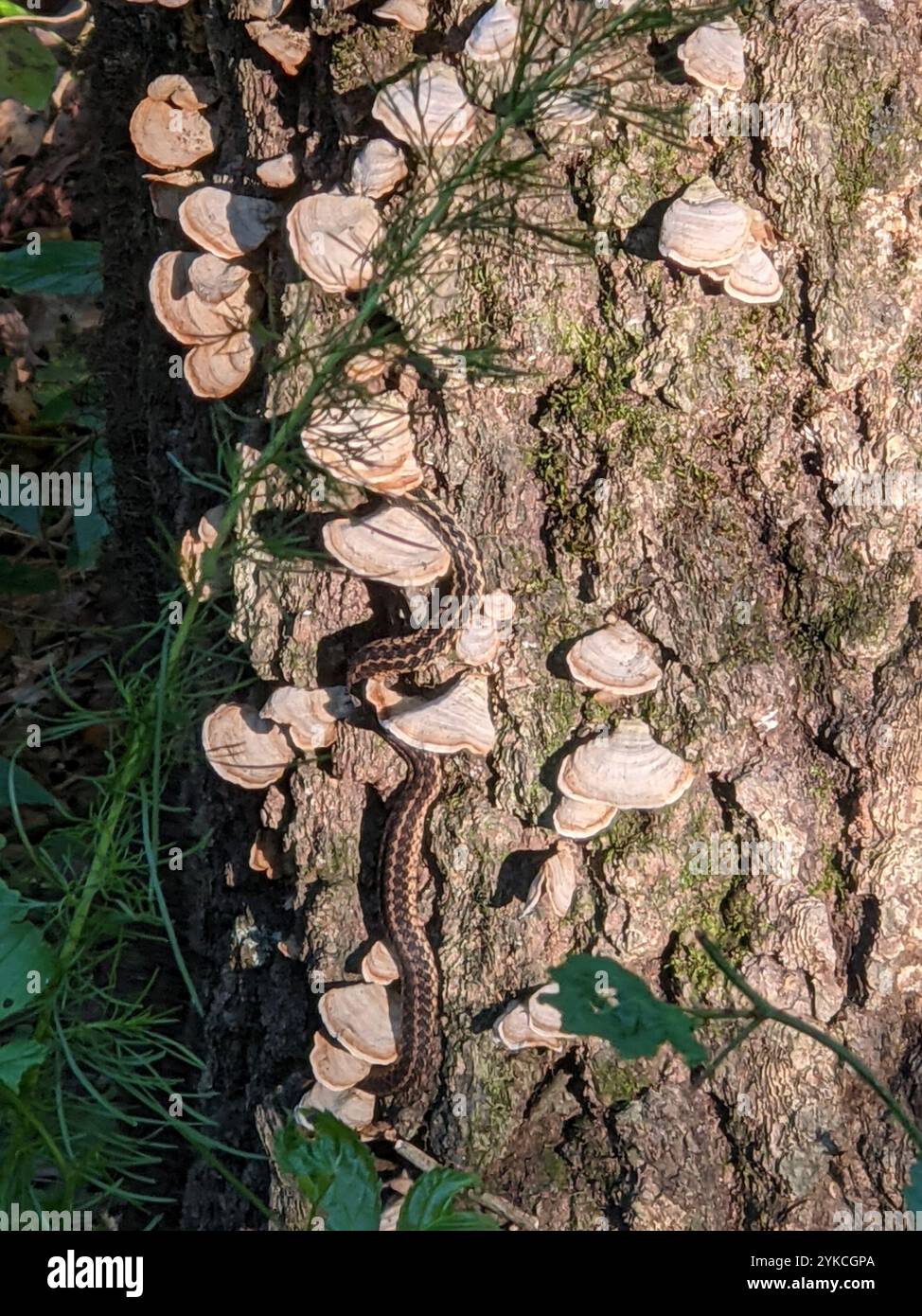 Common Garter Snake (Thamnophis sirtalis Stock Photo - Alamy