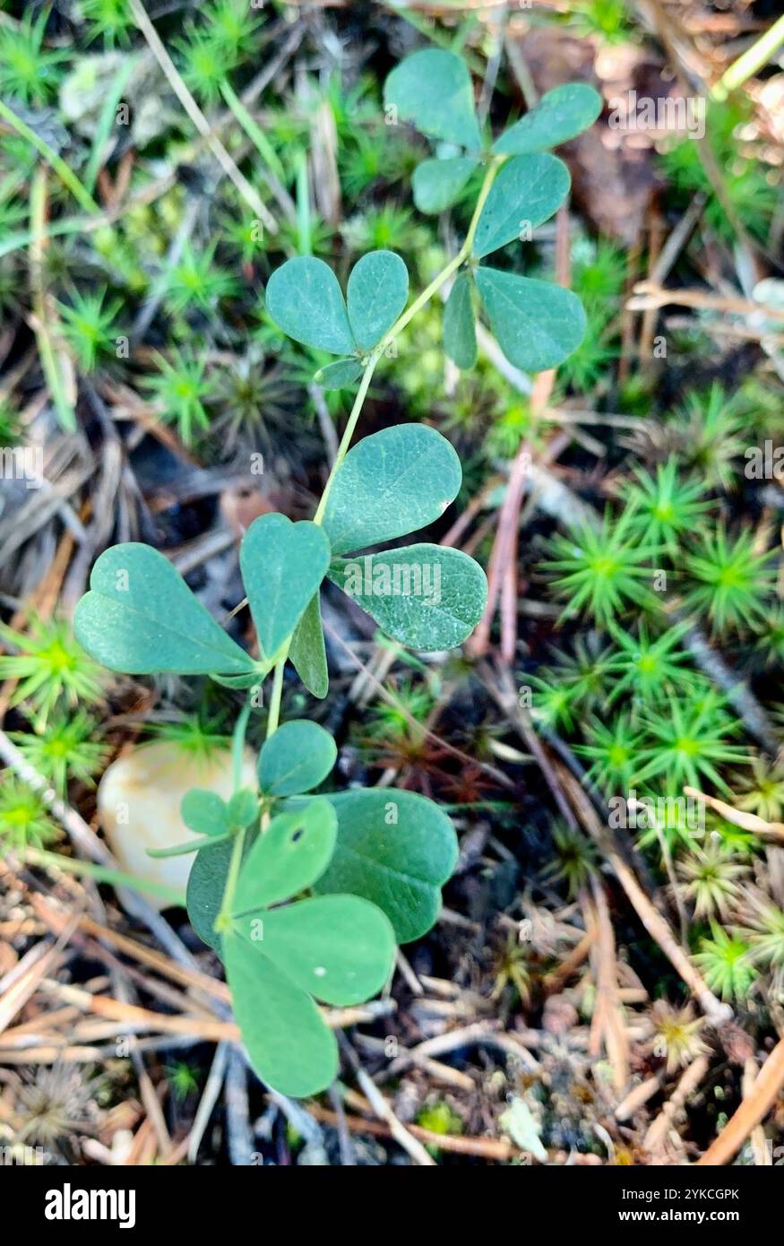 eastern wild indigo (Baptisia tinctoria Stock Photo - Alamy