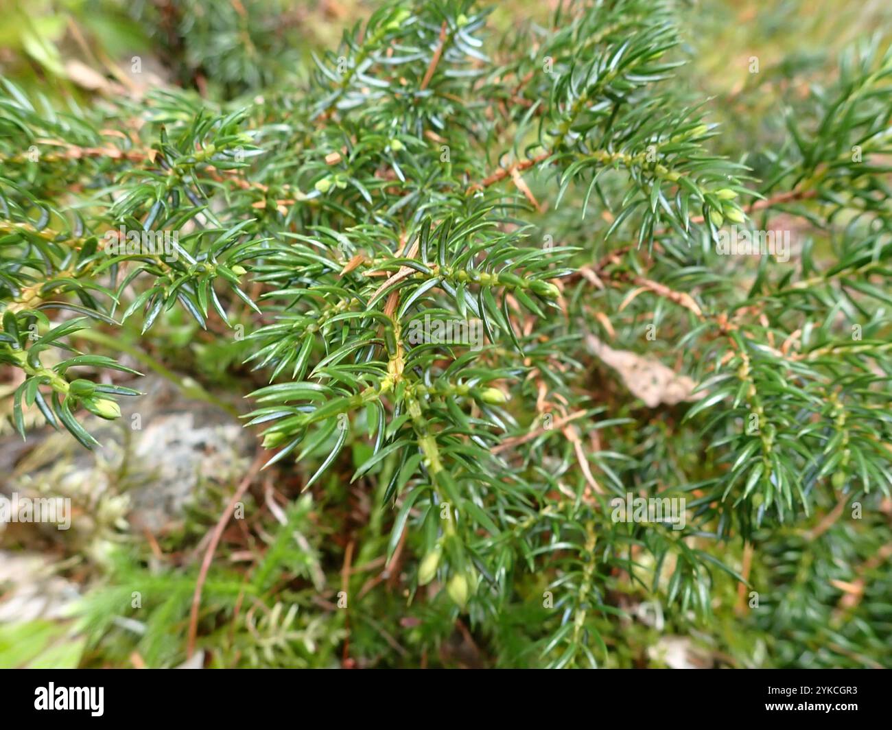 common juniper (Juniperus communis Stock Photo - Alamy