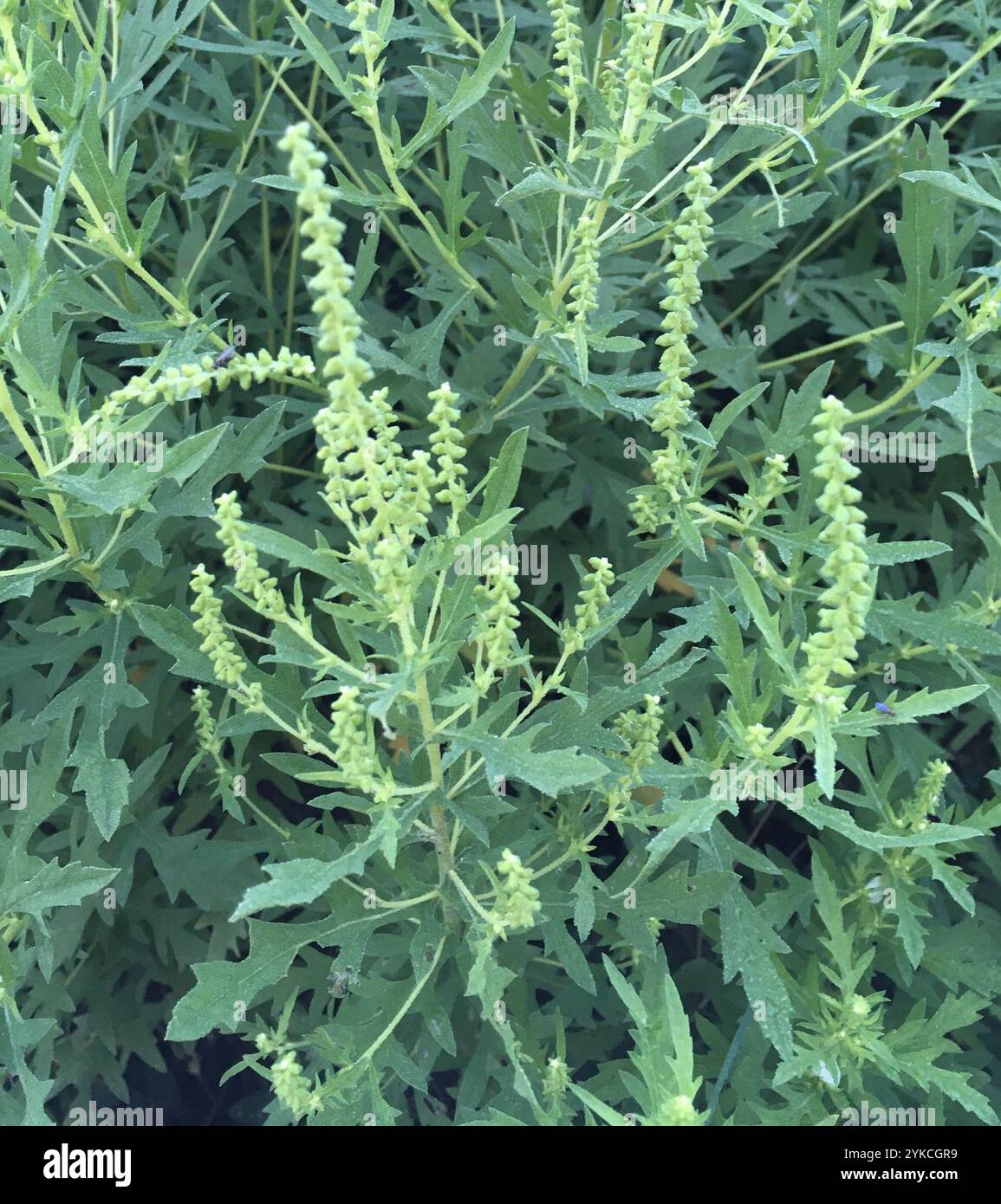 western ragweed (Ambrosia psilostachya Stock Photo - Alamy