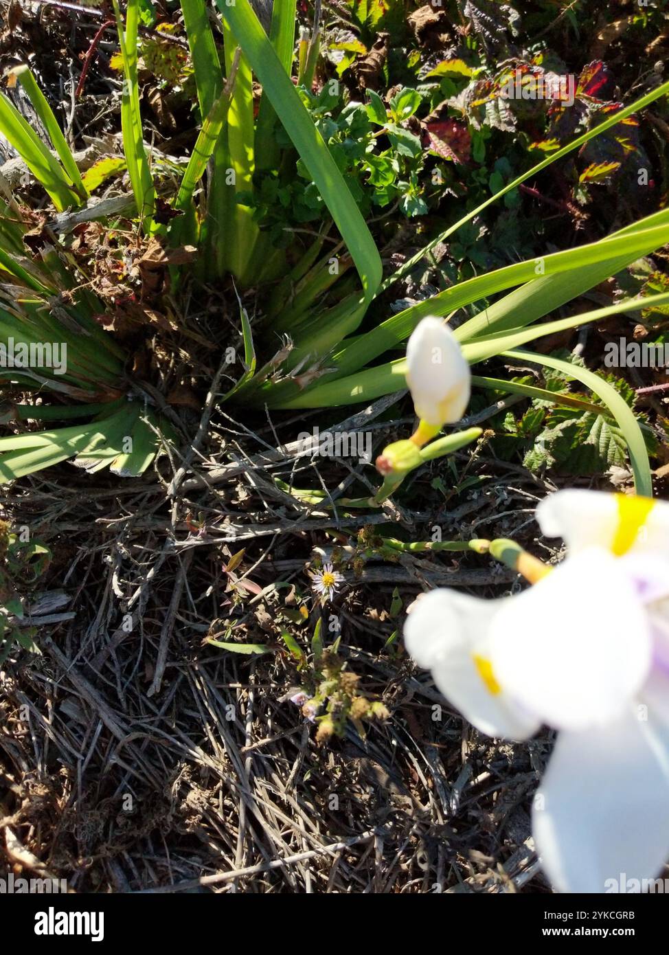 Large Fortnight Lily (Dietes grandiflora Stock Photo - Alamy