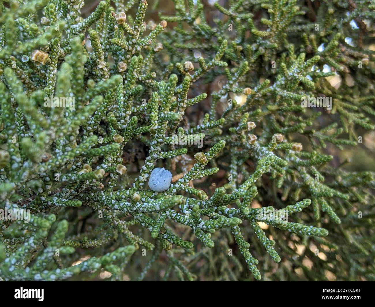 western juniper (Juniperus occidentalis Stock Photo - Alamy