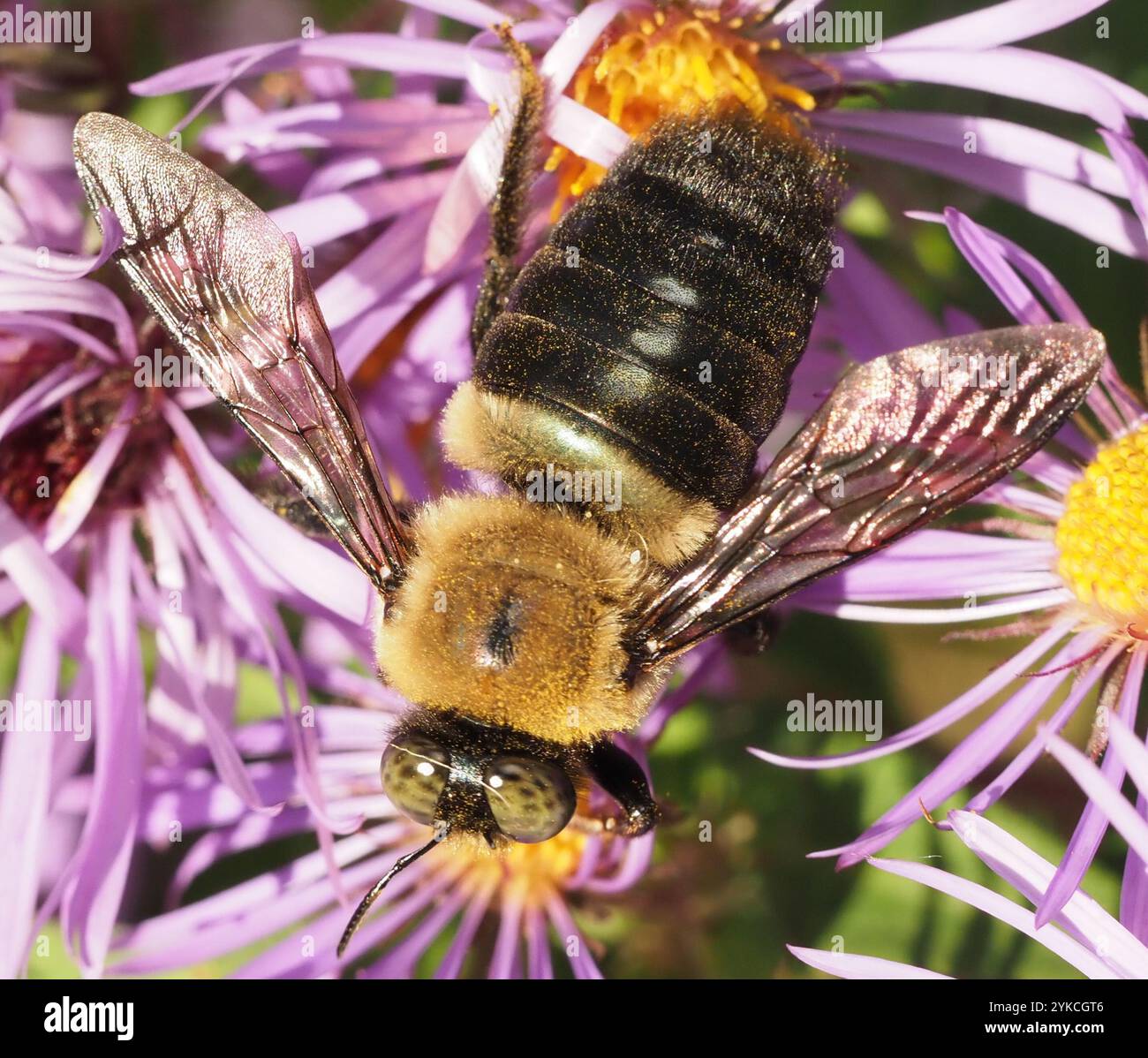 Eastern Carpenter Bee (Xylocopa virginica Stock Photo - Alamy