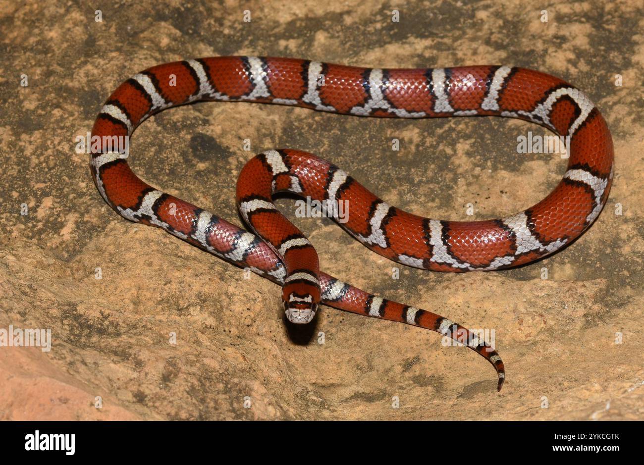 Eastern Milksnake (Lampropeltis triangulum Stock Photo - Alamy