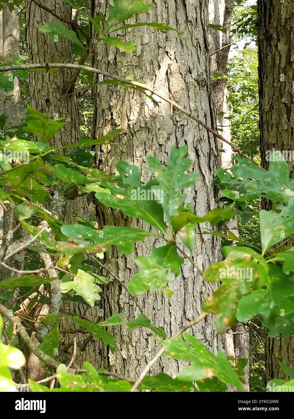 white oak club gall wasp (Callirhytis clavula Stock Photo - Alamy