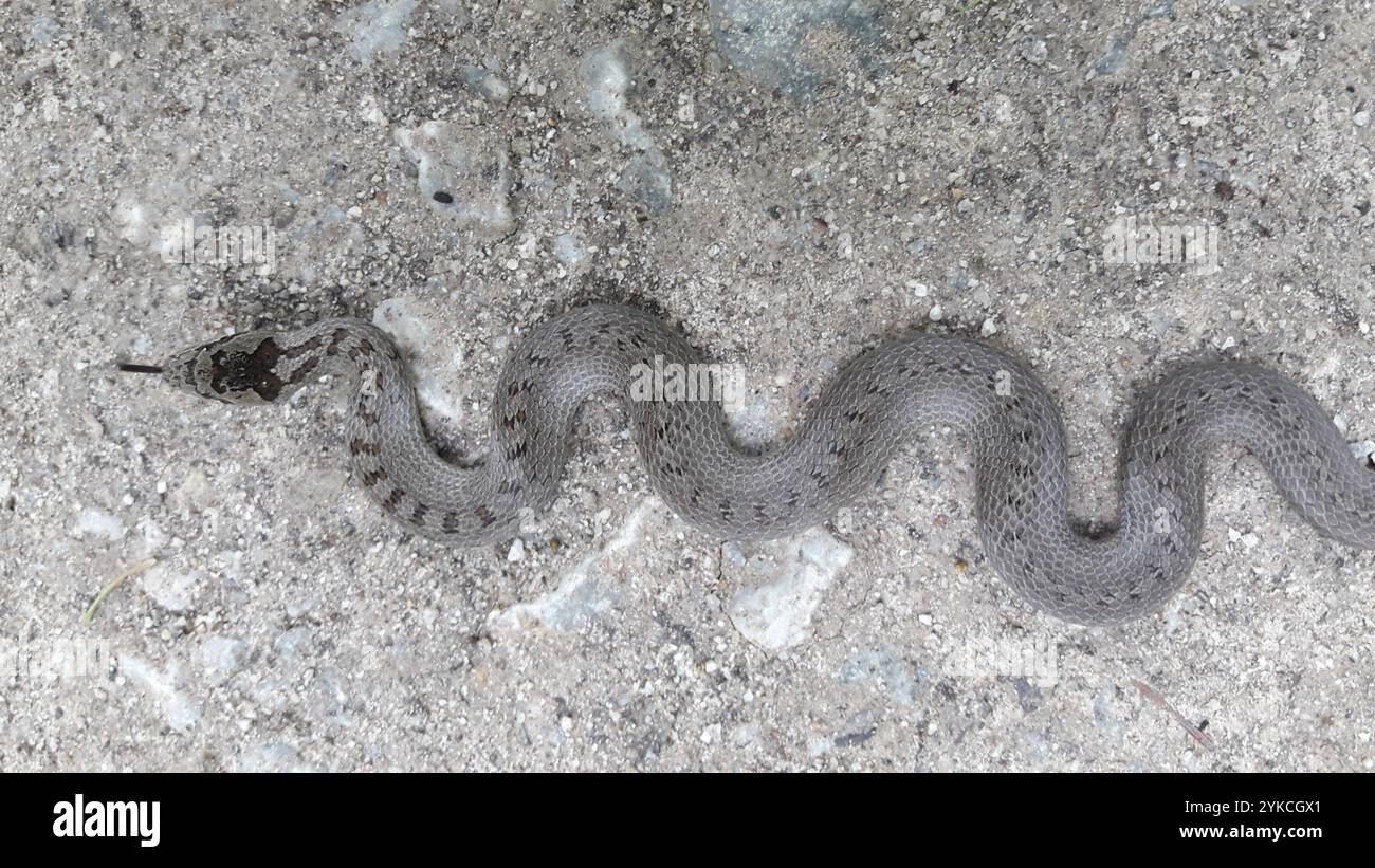 Smooth Snake (Coronella austriaca Stock Photo - Alamy