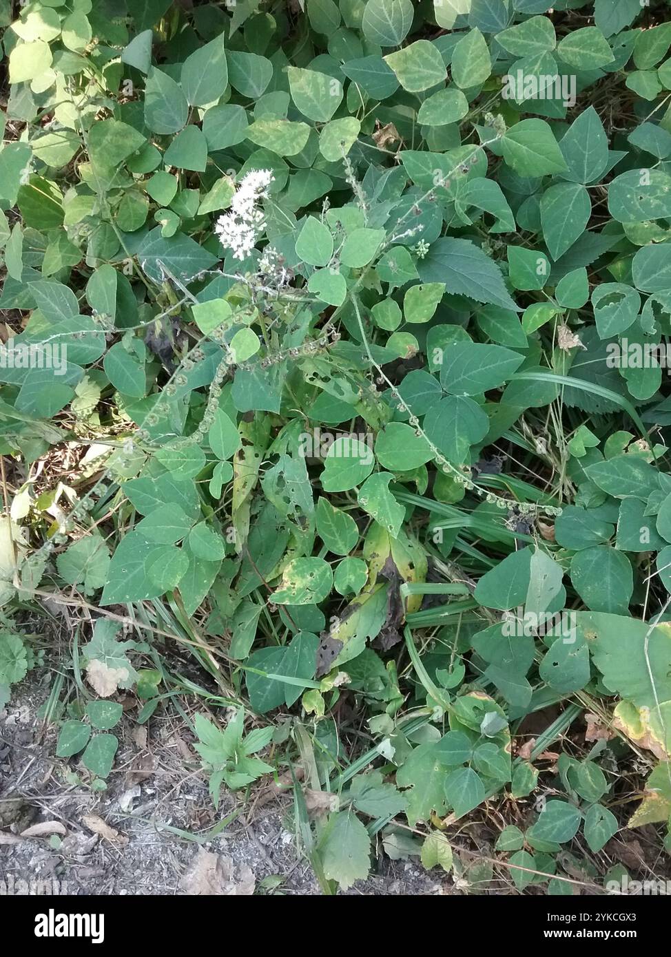 virginia stickseed (Hackelia virginiana Stock Photo - Alamy