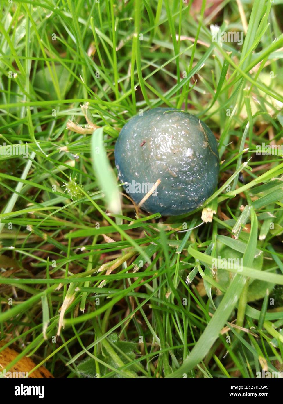 Verdigris Agaric (Stropharia aeruginosa Stock Photo - Alamy