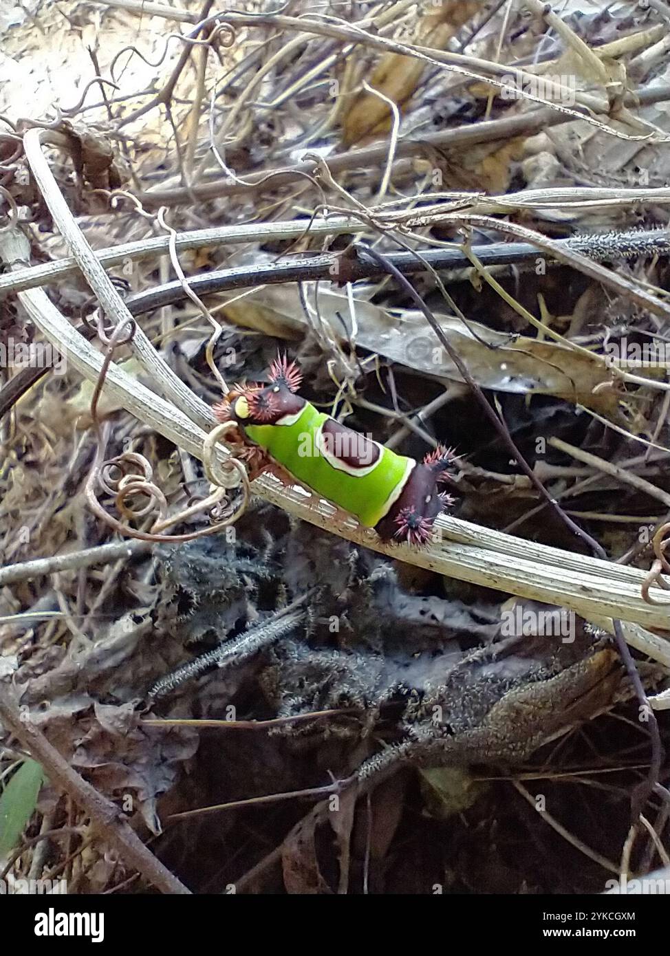 Saddleback Caterpillar Moth (Acharia stimulea Stock Photo - Alamy