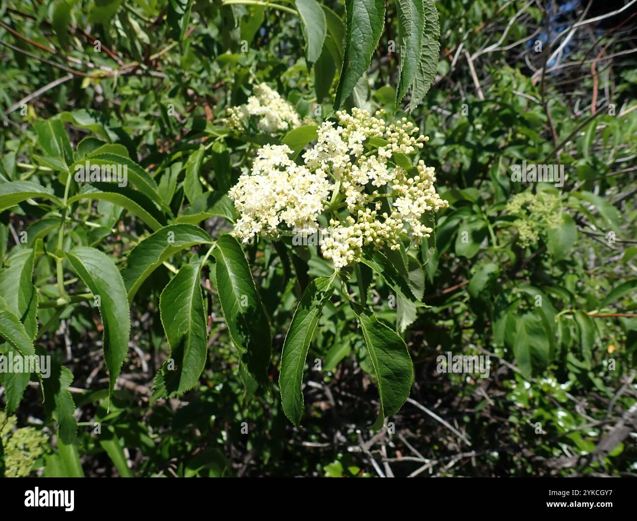 blue elder (Sambucus cerulea Stock Photo - Alamy