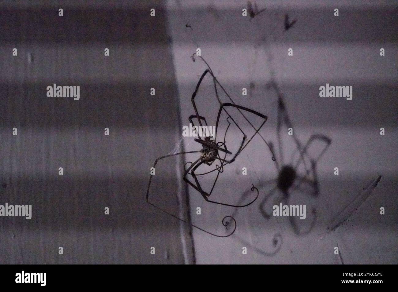 Haplogyne Spiders (Haplogynae Stock Photo - Alamy