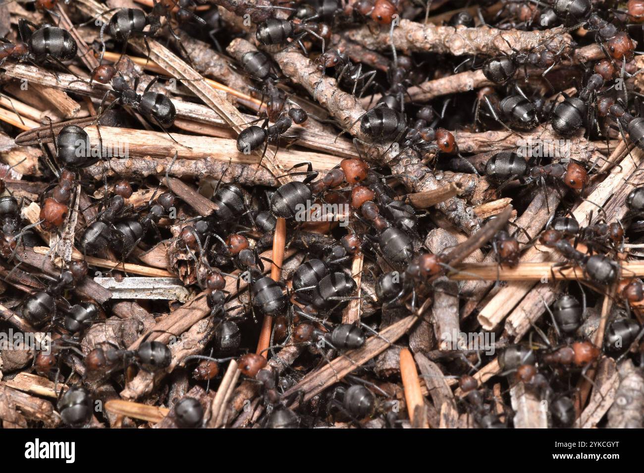 Western Thatching Ant (Formica obscuripes Stock Photo - Alamy