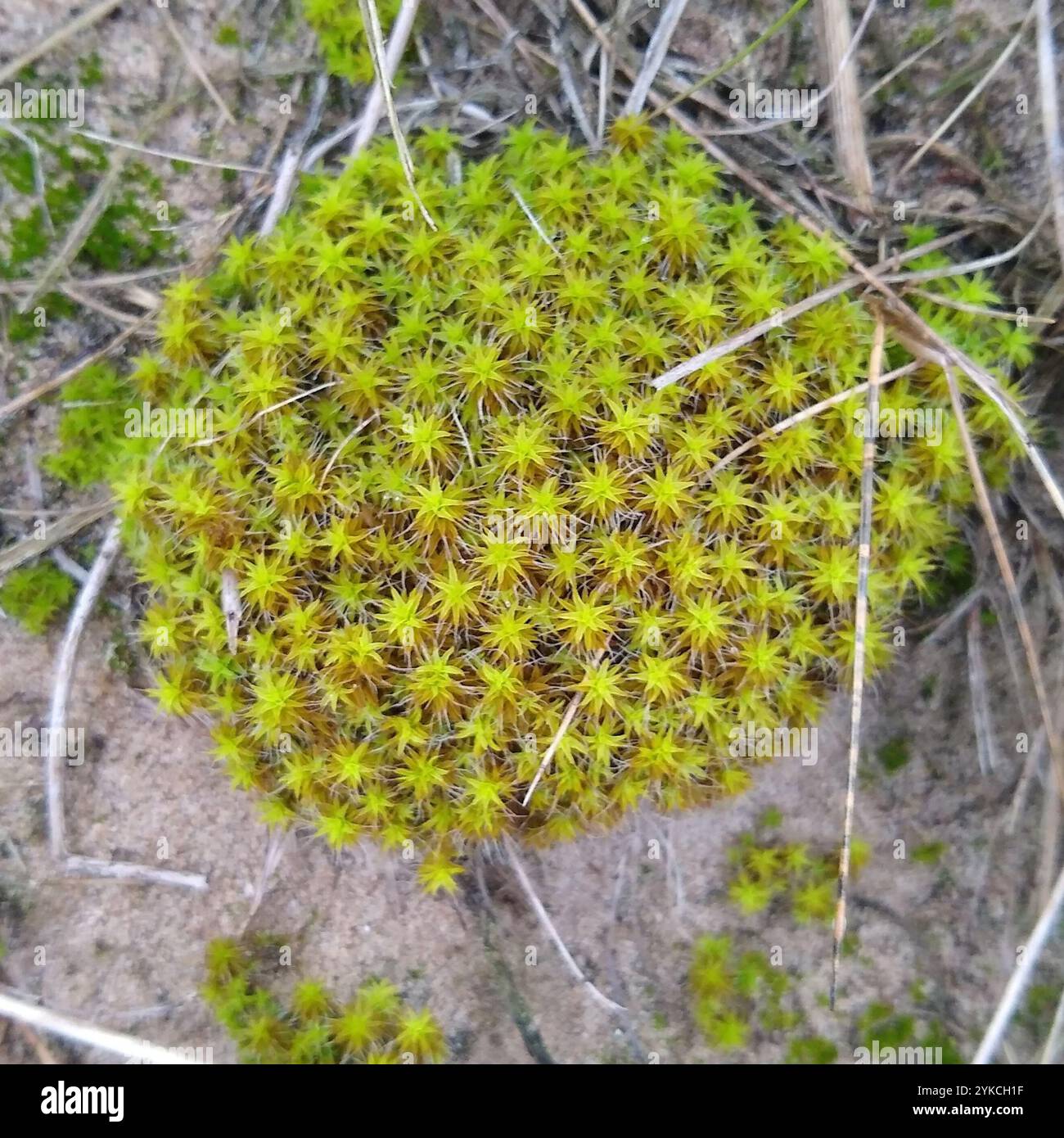 Sand-hill Screw-moss (Syntrichia ruraliformis Stock Photo - Alamy