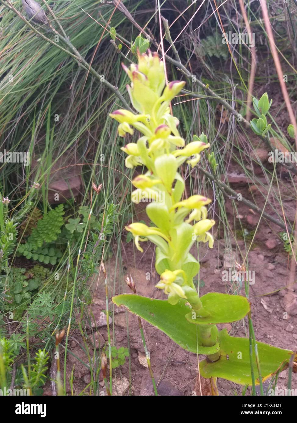Scented Orchid (Satyrium odorum Stock Photo - Alamy