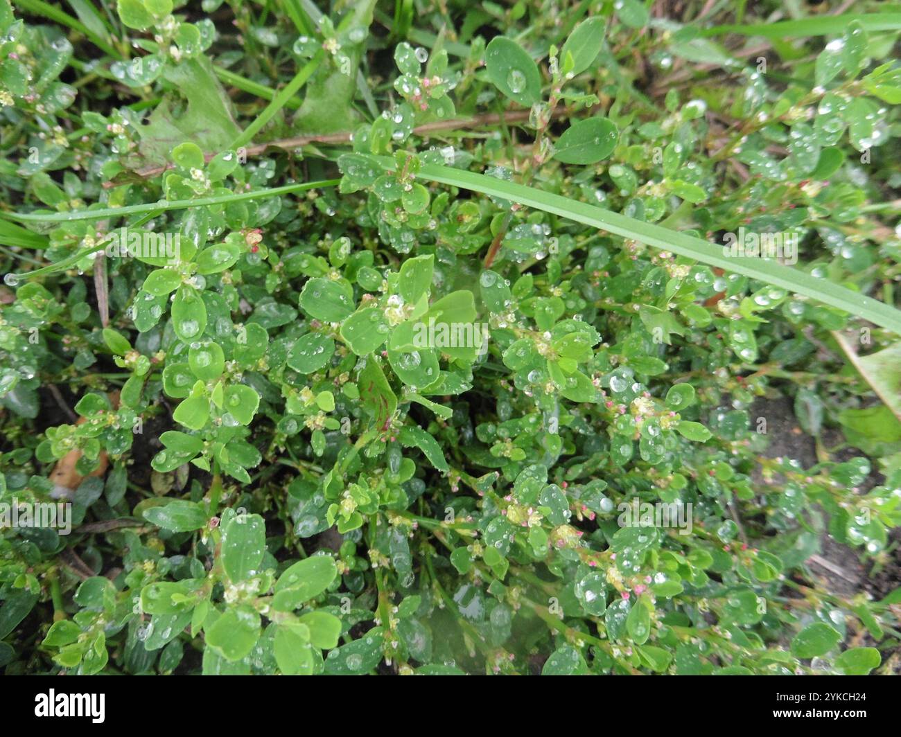 Common Knotgrass Complex (Polygonum aviculare Stock Photo - Alamy