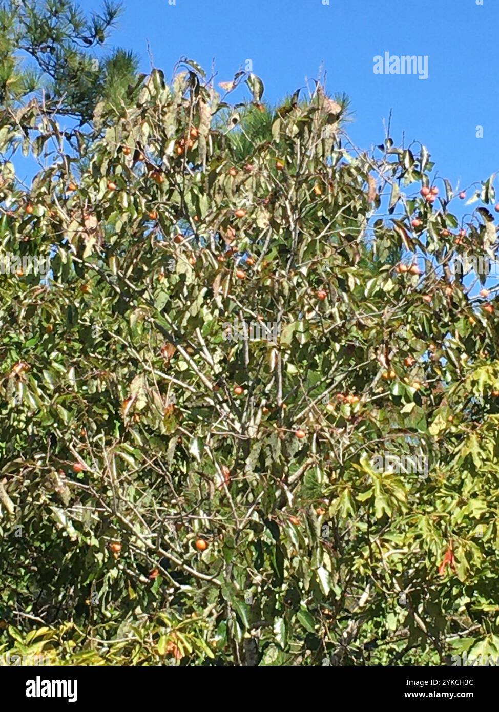 American persimmon (Diospyros virginiana Stock Photo - Alamy