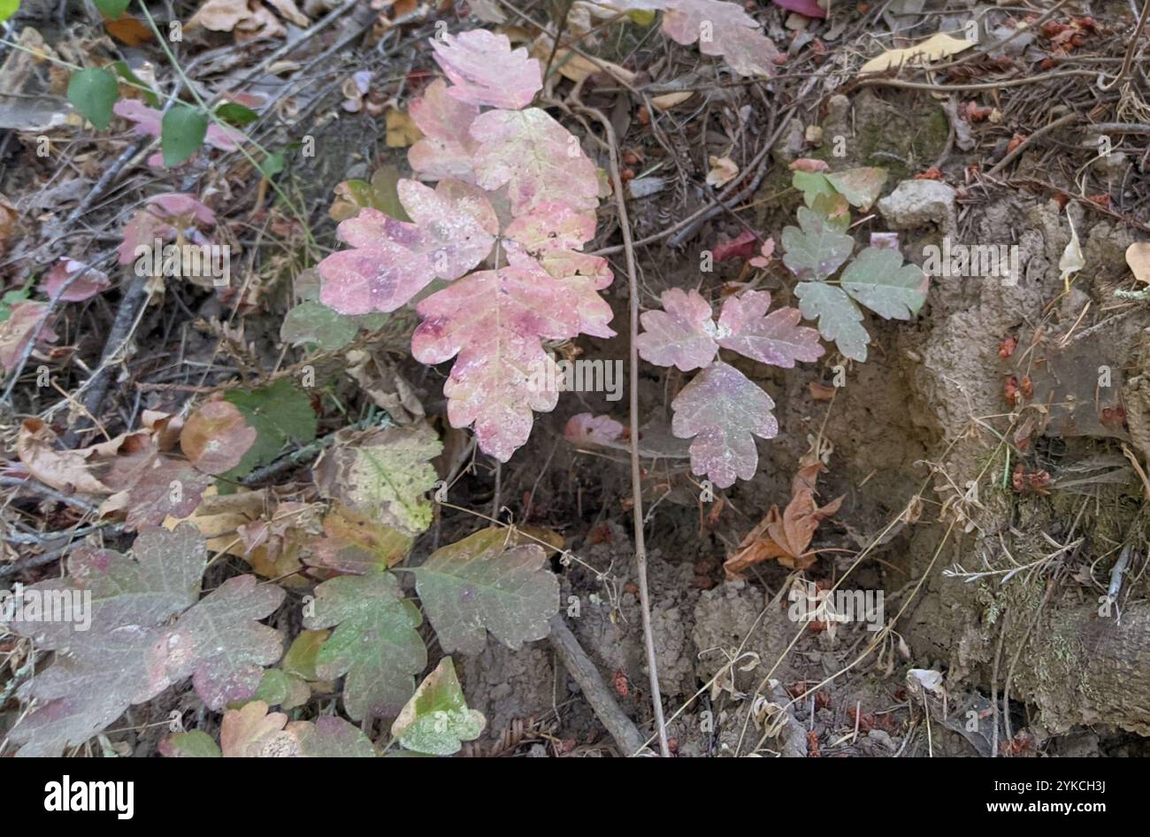 Pacific poison oak (Toxicodendron diversilobum Stock Photo - Alamy