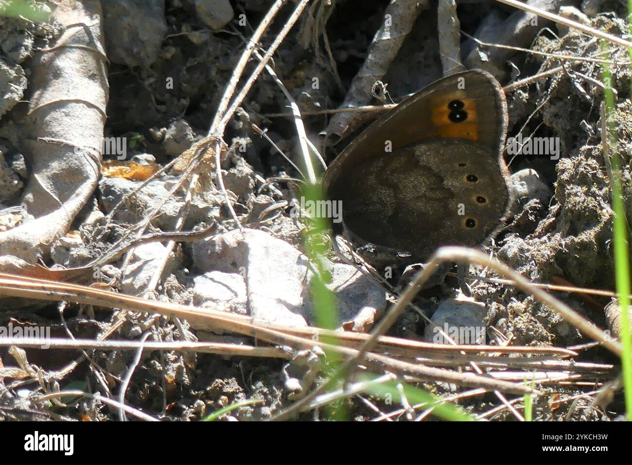 Common Alpine (Erebia epipsodea Stock Photo - Alamy