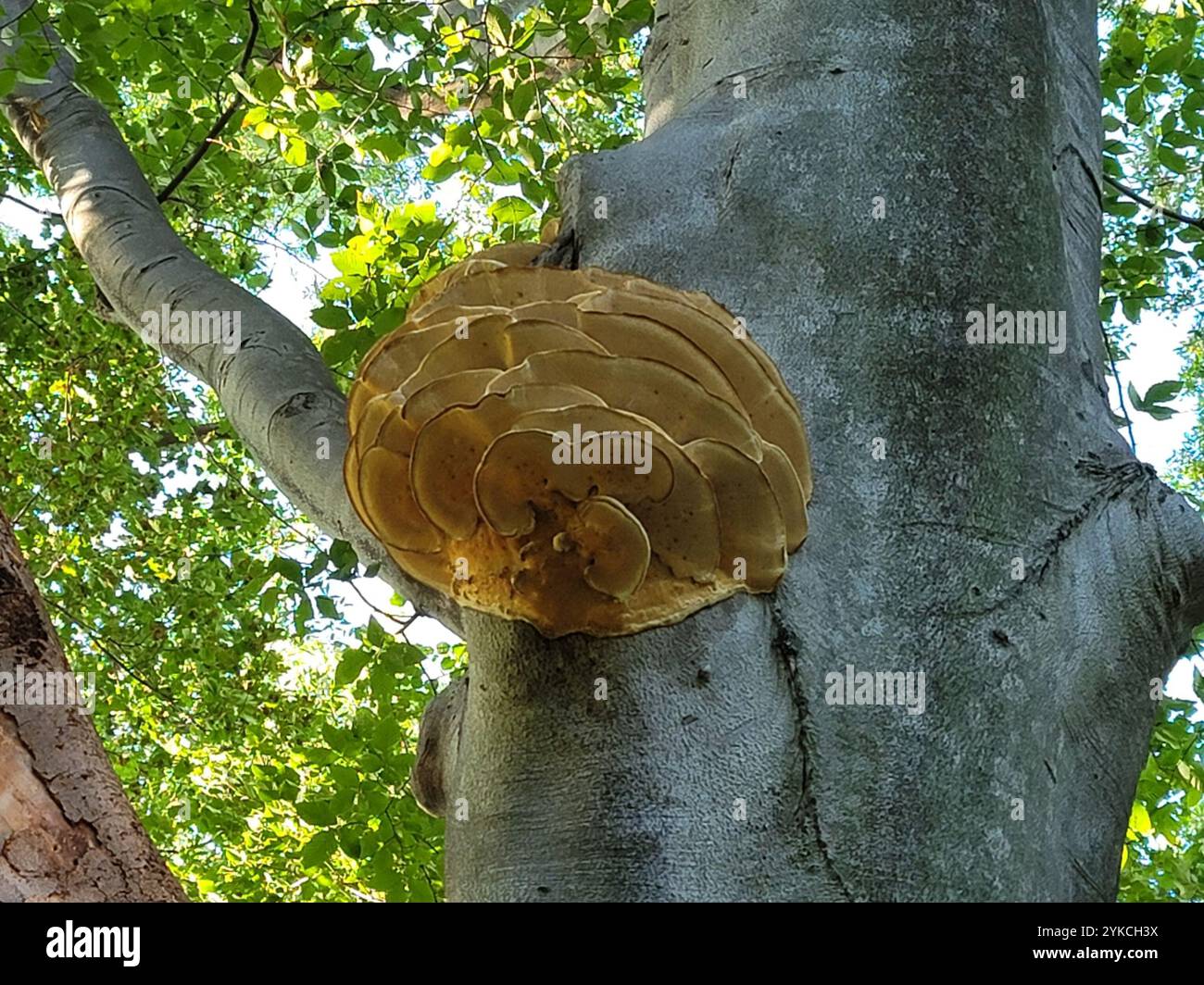 Climacodon septentrionalis hi-res stock photography and images - Alamy