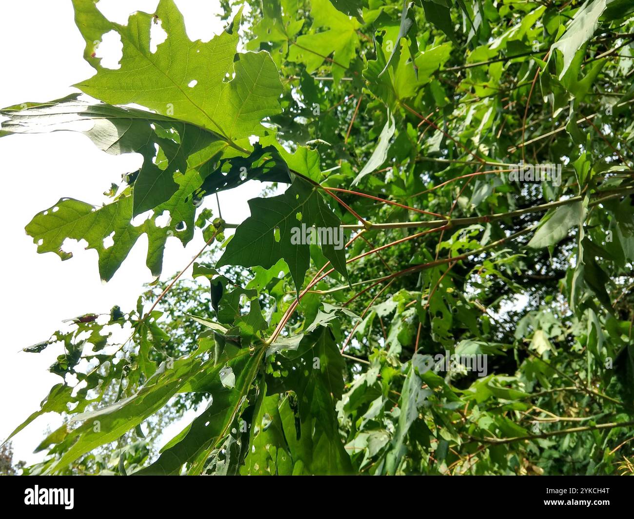 bigleaf maple (Acer macrophyllum Stock Photo - Alamy