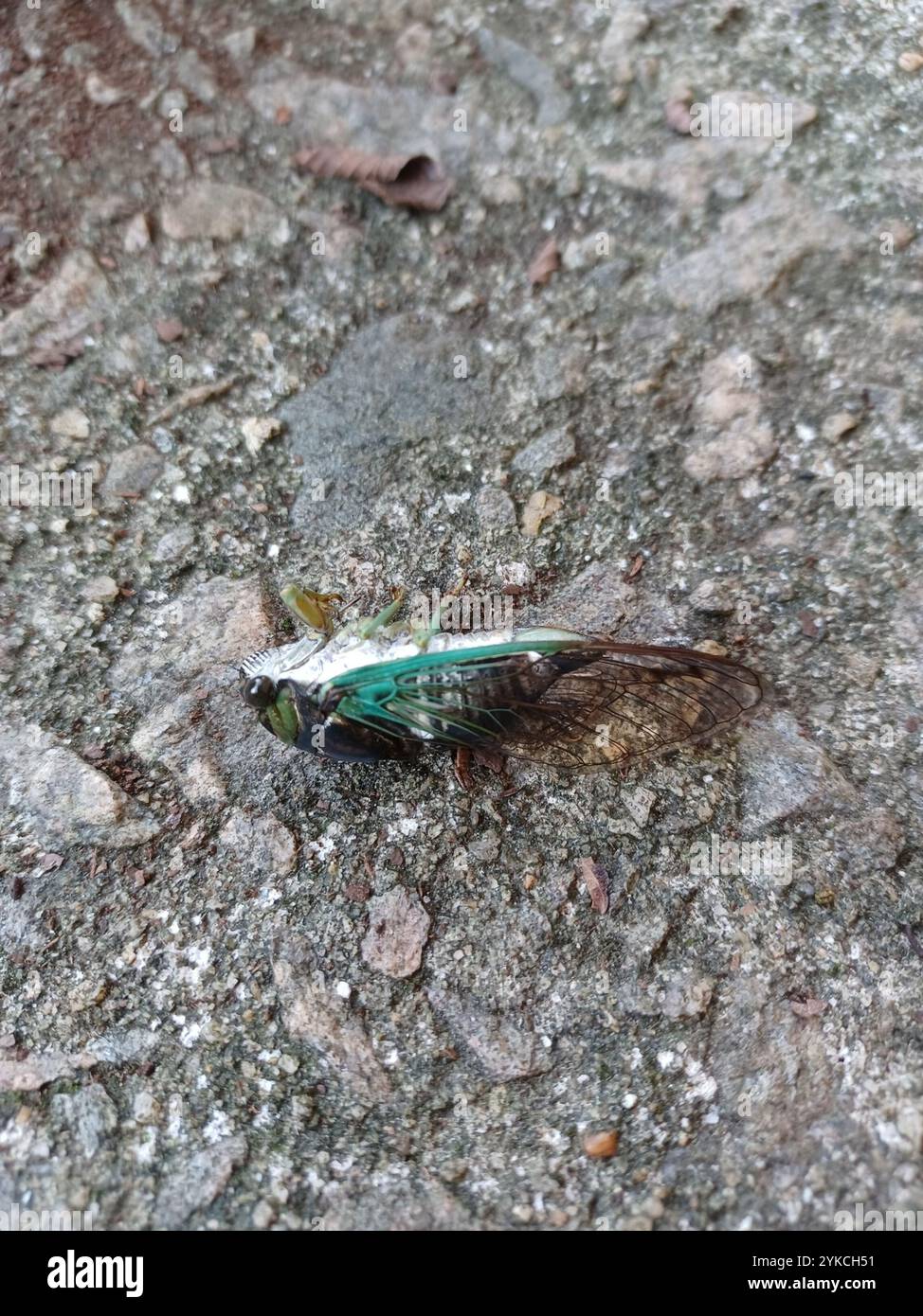 Swamp Cicada (Neotibicen tibicen Stock Photo - Alamy