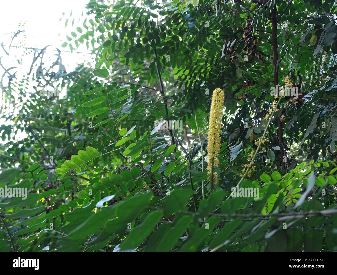 Saga Tree (Adenanthera pavonina Stock Photo - Alamy