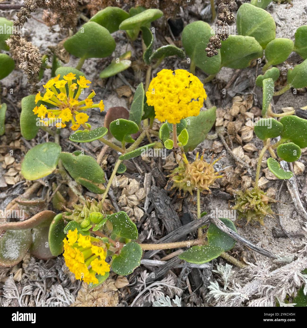 Yellow Sand Verbena (Abronia latifolia Stock Photo - Alamy