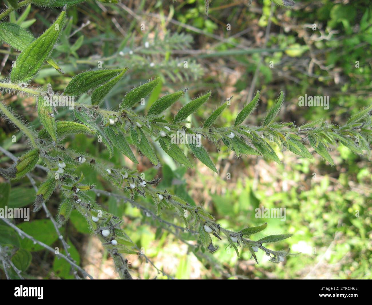 stoneseeds, puccoons, and gromwells (Lithospermum Stock Photo - Alamy