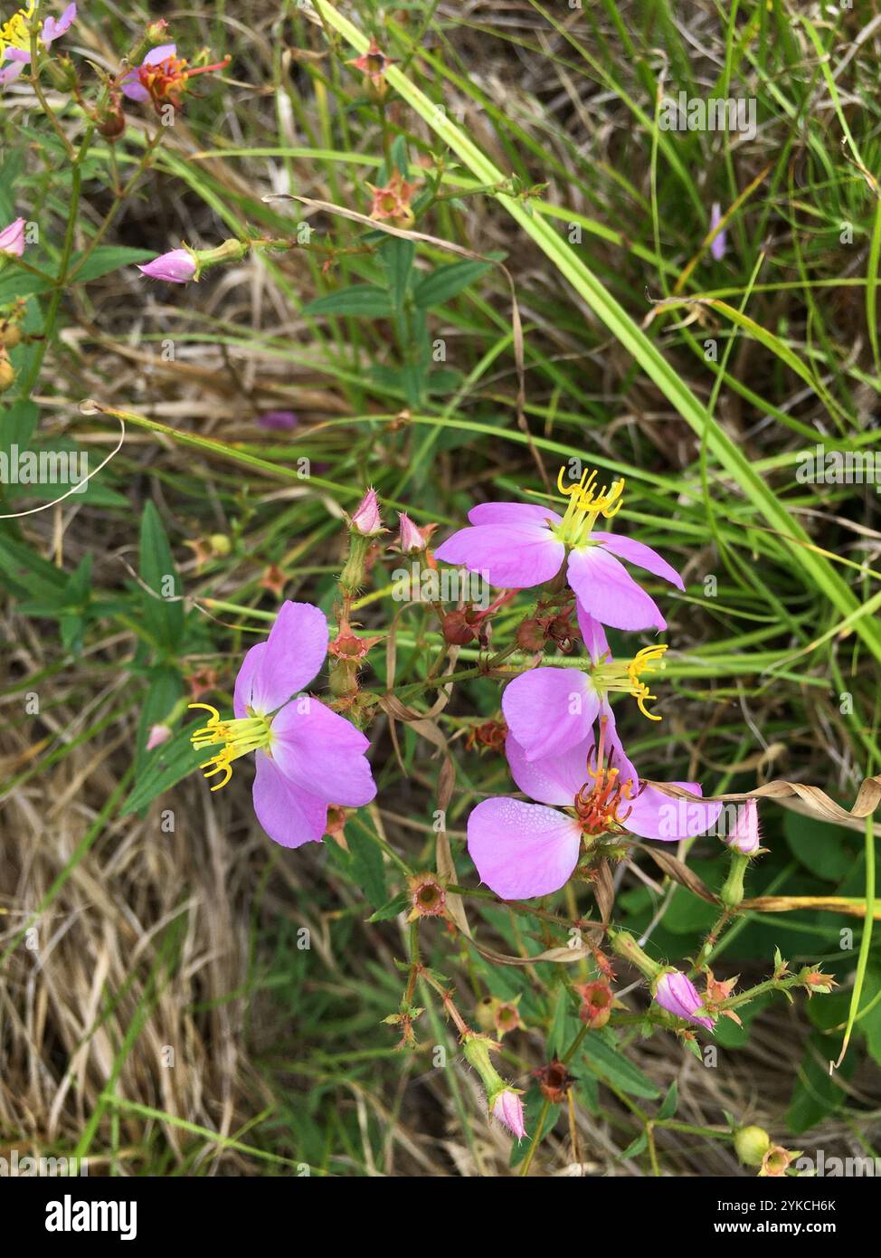 Maid Marian (Rhexia nashii Stock Photo - Alamy