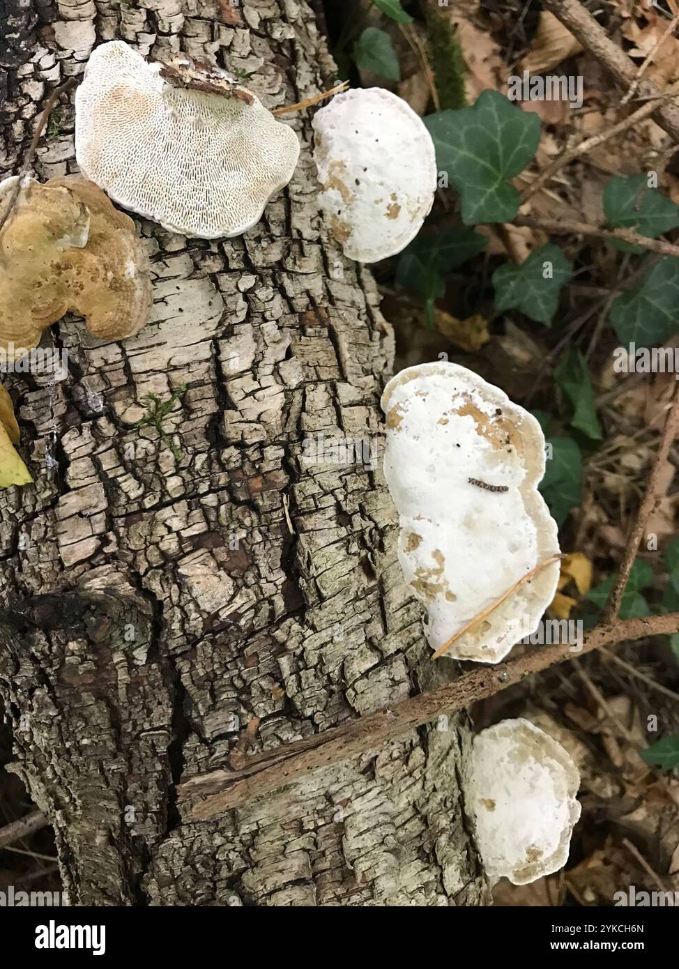 Lumpy Bracket (Trametes gibbosa Stock Photo - Alamy