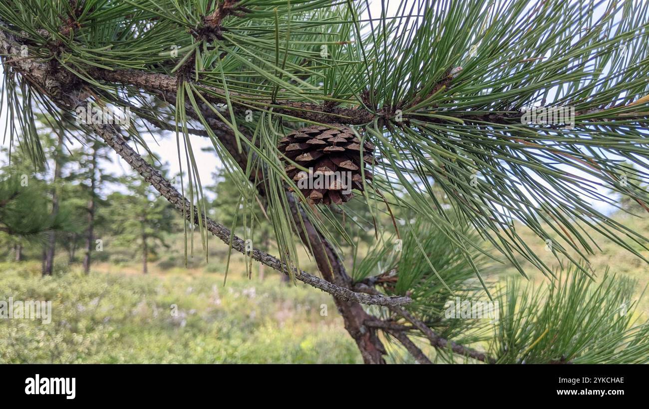 pitch pine (Pinus rigida Stock Photo - Alamy