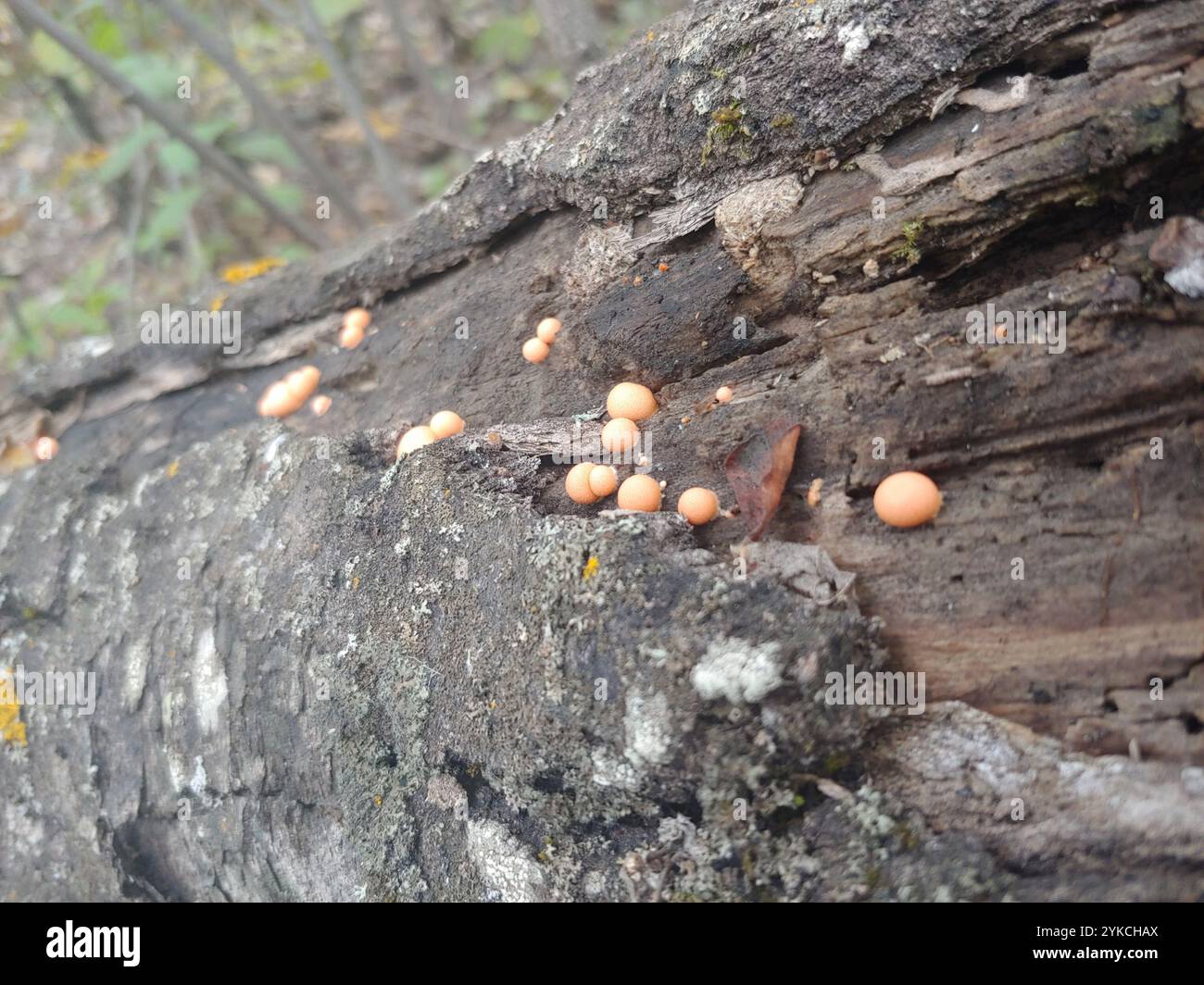 Wolf's Milk (Lycogala epidendrum Stock Photo - Alamy