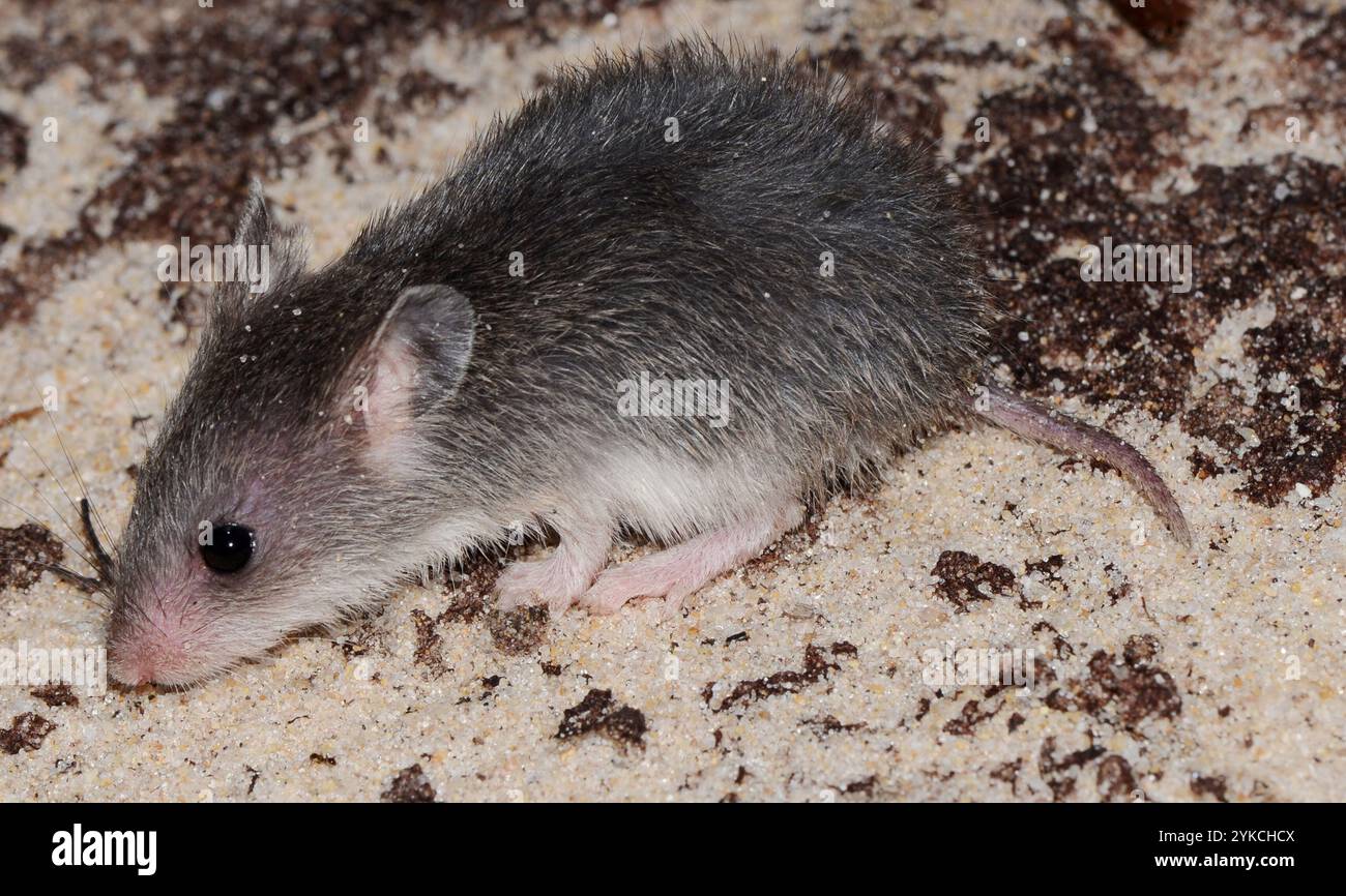 Southern African Pouched Mouse (Saccostomus campestris Stock Photo - Alamy