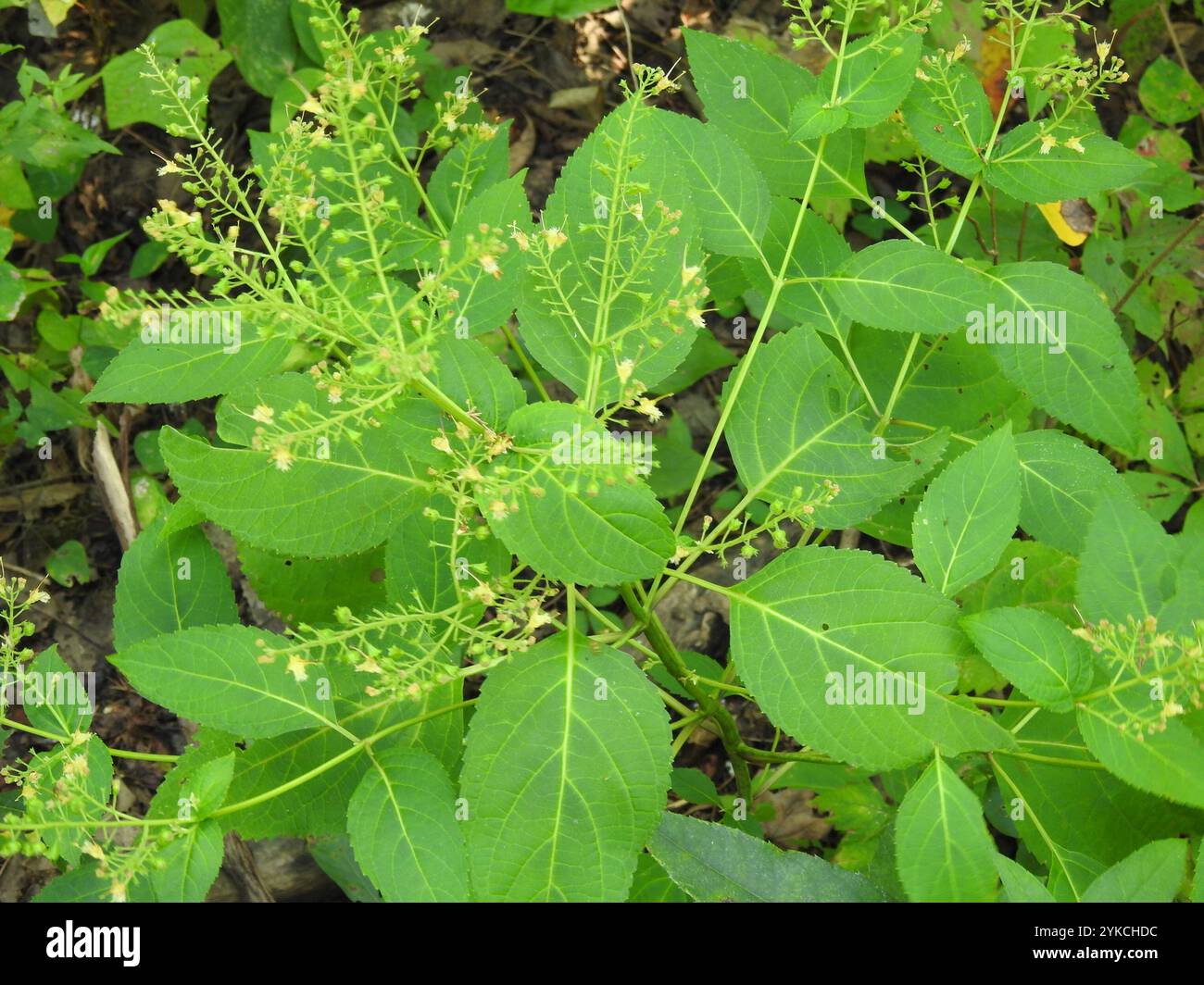 citronella horse balm (Collinsonia canadensis Stock Photo - Alamy