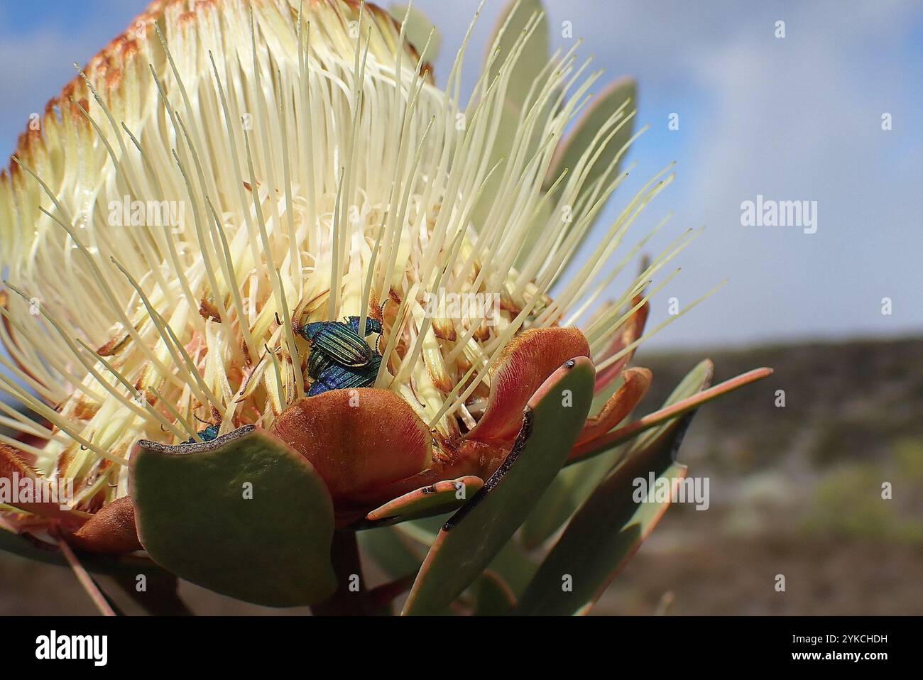 Groovewing Flower Beetles (Melyris Stock Photo - Alamy